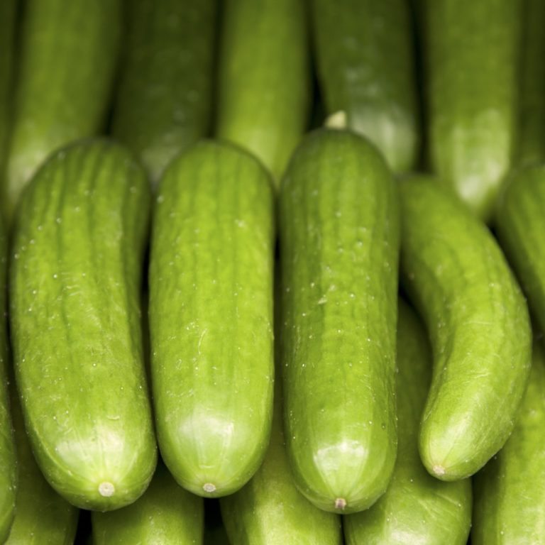 Cucumbers Production in Australia (2019) - Orchard Tech