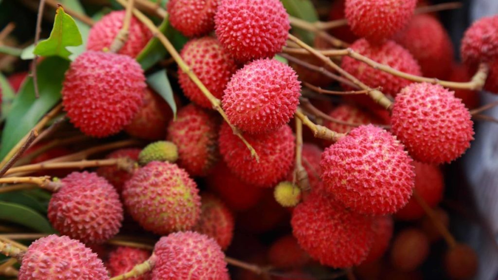 Lychee and the Australian Agricultural World - Orchard Tech