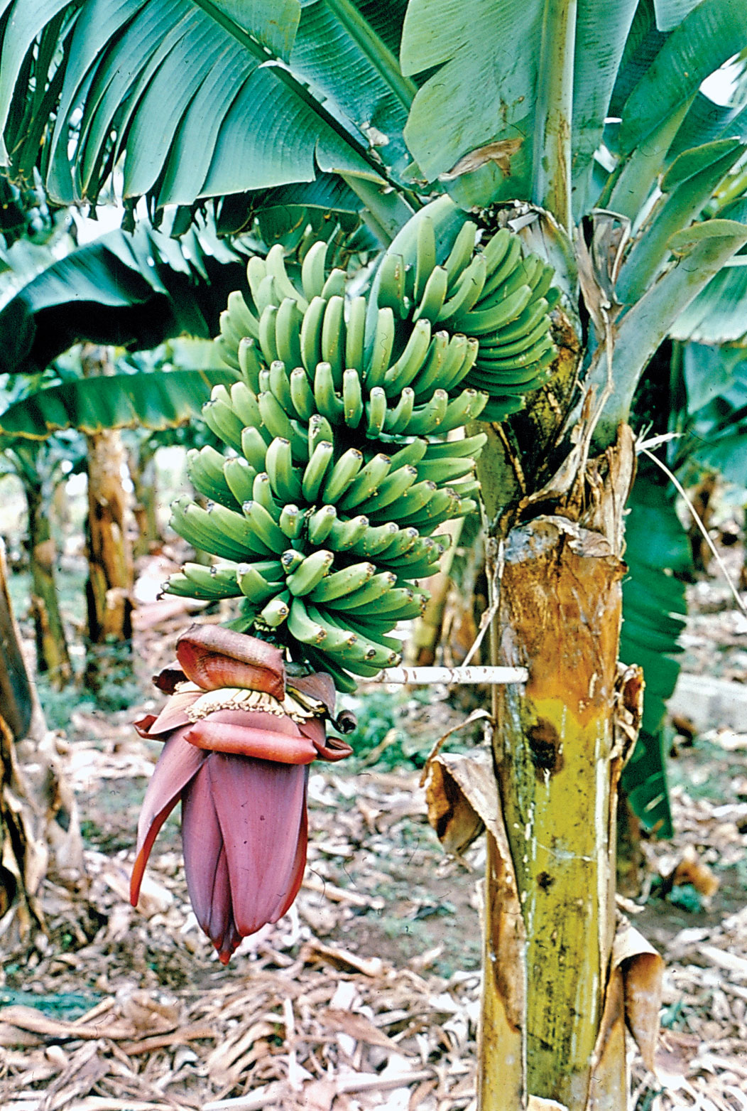 Australian Banana Growers Distraught - Orchard Tech