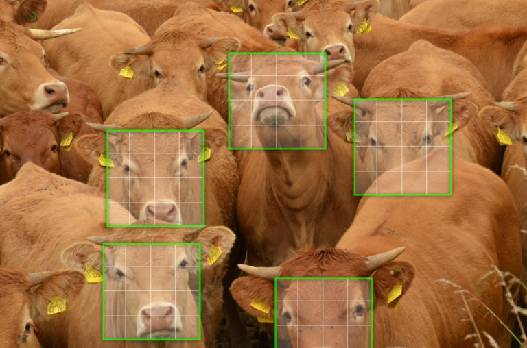 Is Facial Recognition for Cattle the New Norm? - Orchard Tech