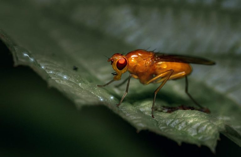 Fruit Fly Maggots Discovered in Riverland Area - Orchard Tech