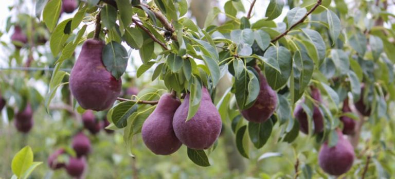 Legacy of Unique Red Pear Variant Continues to Flourish - Orchard Tech