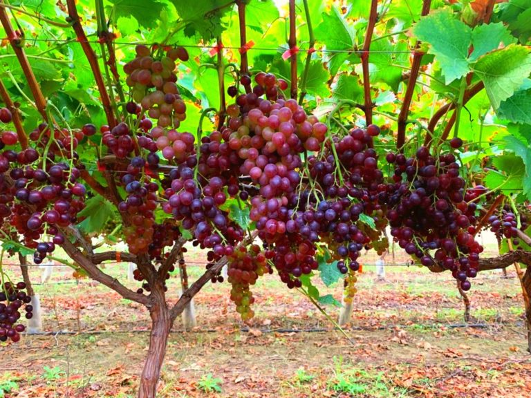 New Grape Varieties Soon to Emerge in Greece? - Orchard Tech